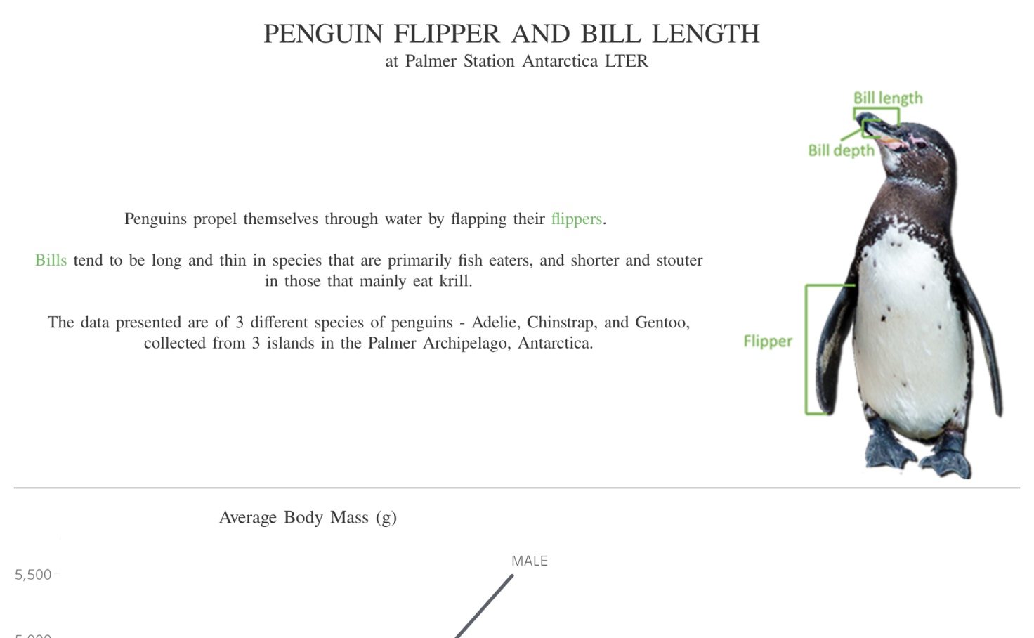 Penguin Flipper Diagram